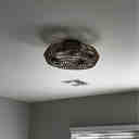 Bay Isle Home™ Mattawan 19.6"- 4 Light 7 Blade Caged Ceiling Fan with ...